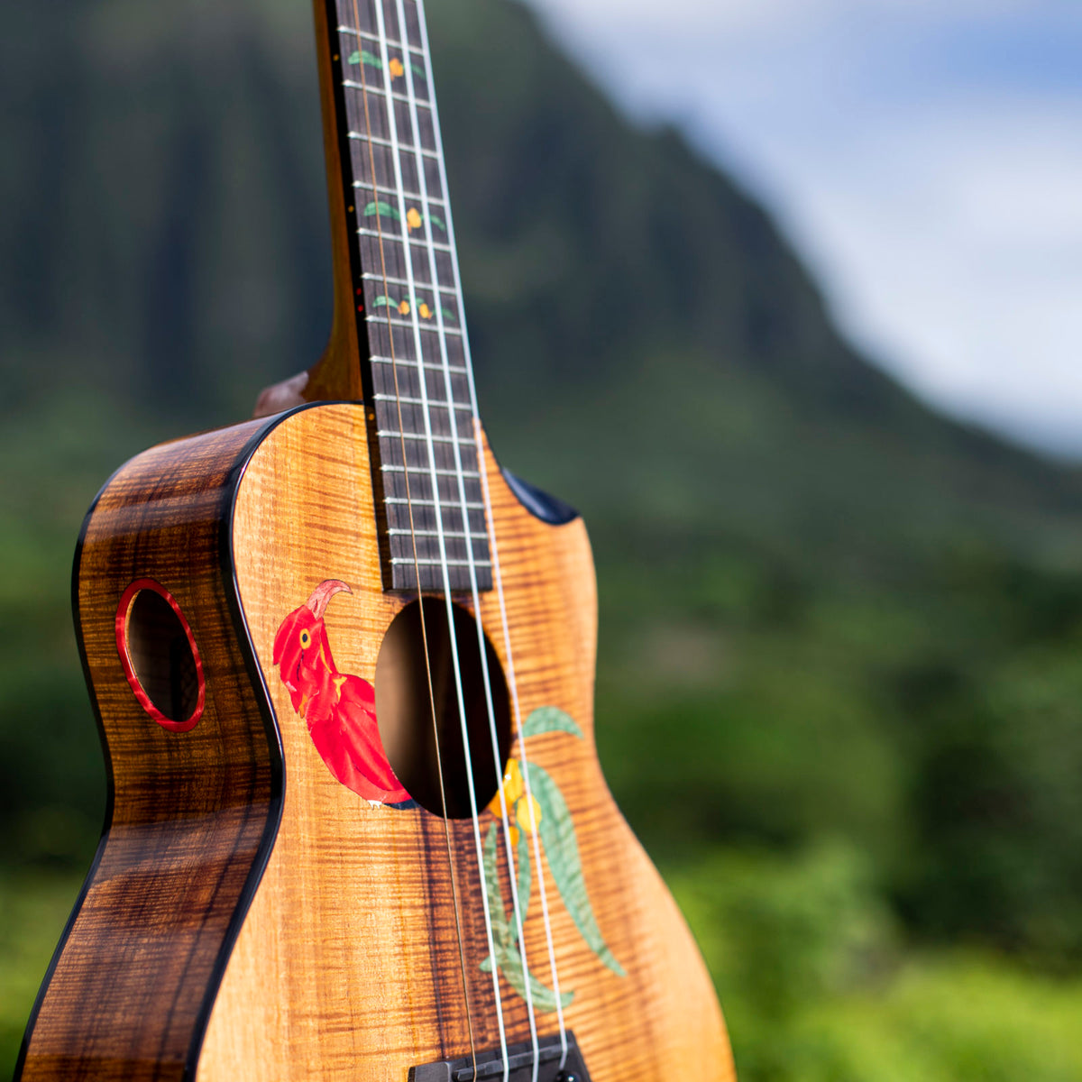 `I`iwi Honi Koa Auction Details – Kanileʻa ʻUkulele & Guitar